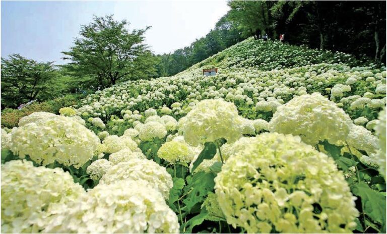 あきる野の2つのアジサイスポットが連携し「秋川渓谷あじさい祭」を開催 街プレ 東京・西多摩の地域情報サイト