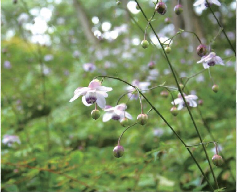 夏の御岳山に咲く、可憐な花々 街プレ 東京・西多摩の地域情報サイト