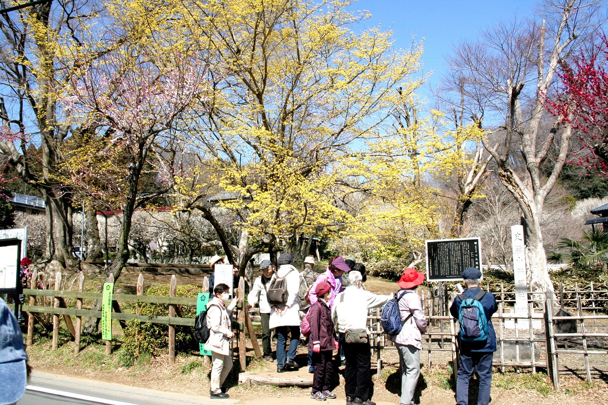 散策レポート：高尾梅郷と旧甲州街道の自然・歴史めぐり【街プレ倶楽部 街歩き心の風景】 街プレ 東京・西多摩の地域情報サイト